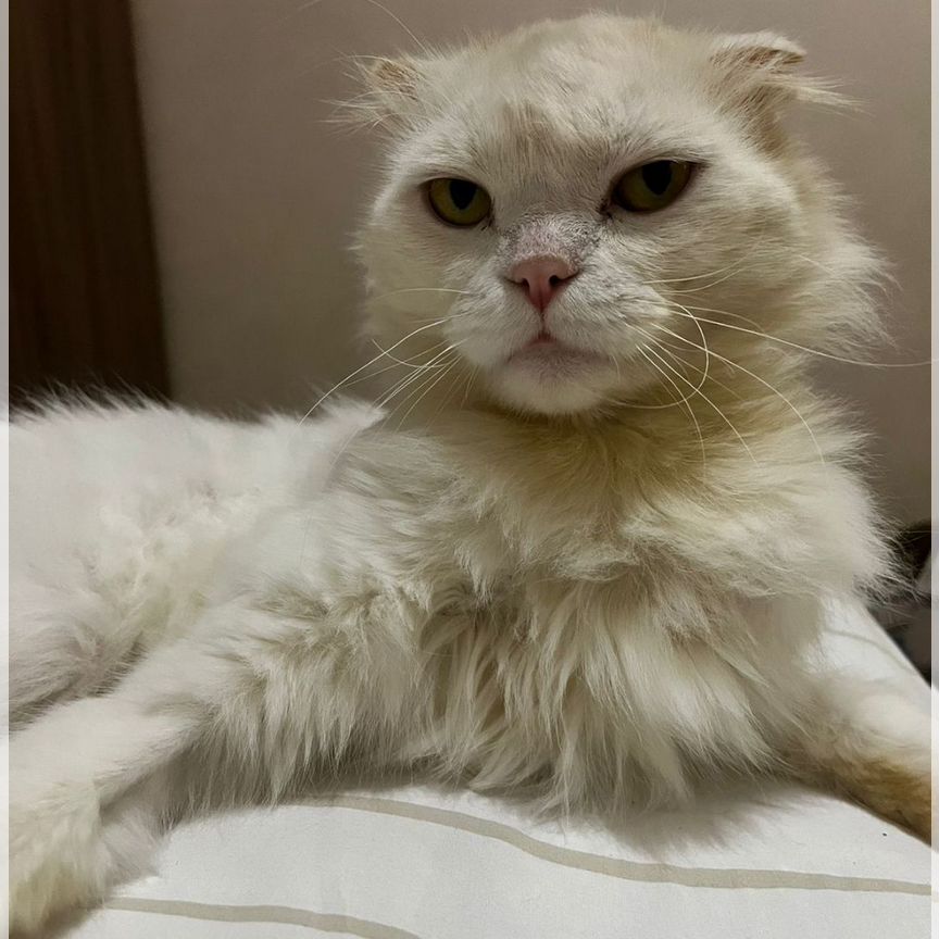 Кошка