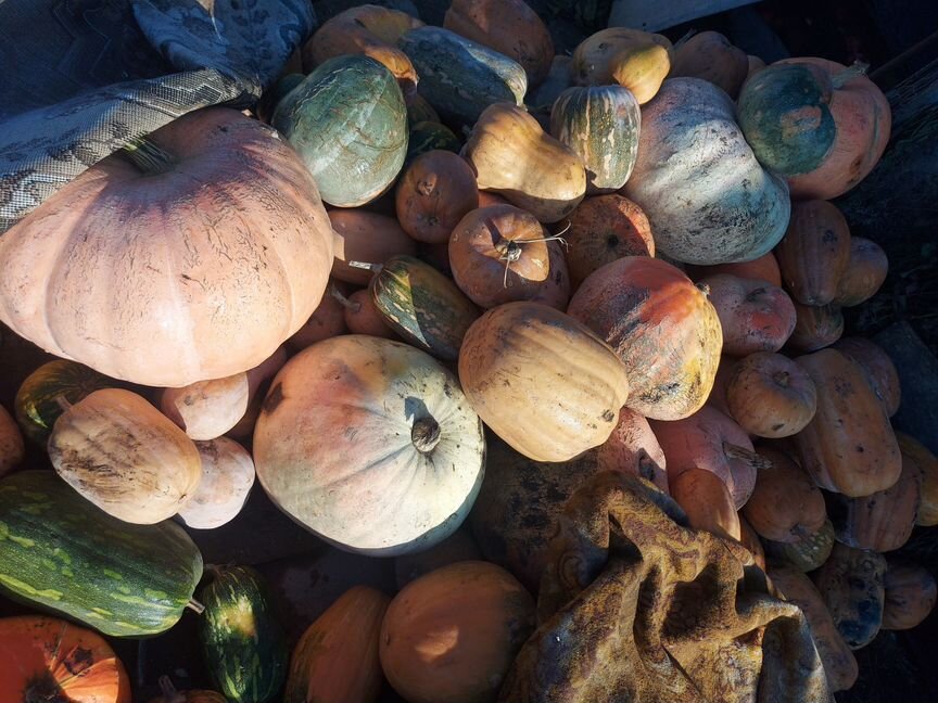 Тыква кормовая