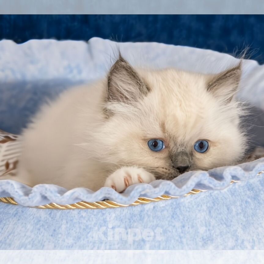 Рэгдолл котёнок