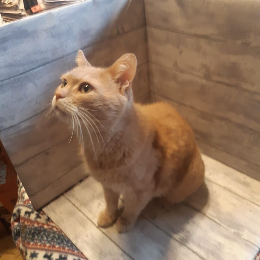 Рыженький котик