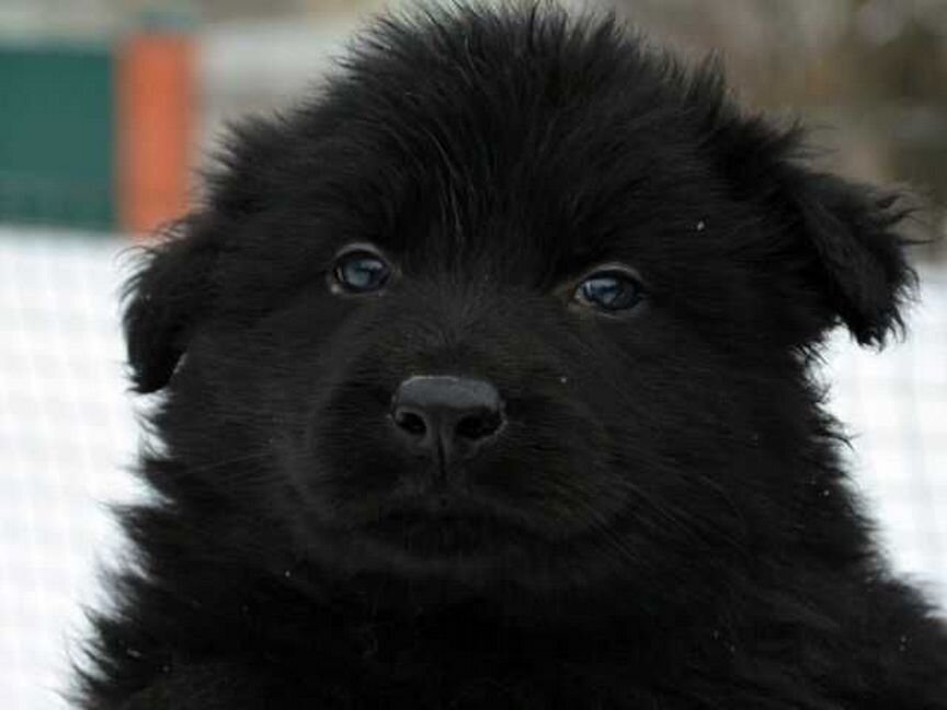 Чистокровные черные немецкие овчарки-щенки