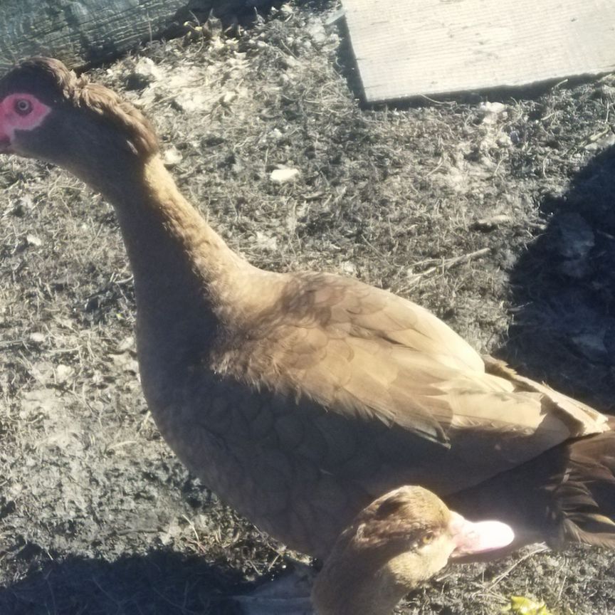 Селезень индоутки шоколад