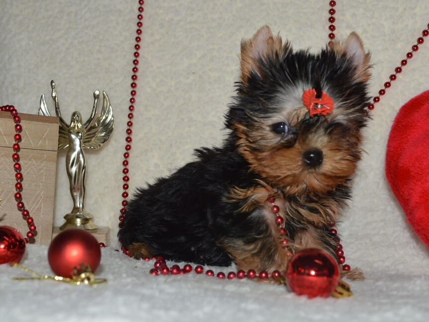 Роскошная мини девочка