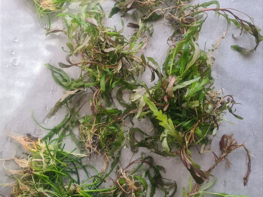 Аквариумные растения