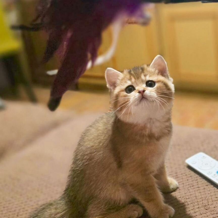 Британская золотая шиншилла