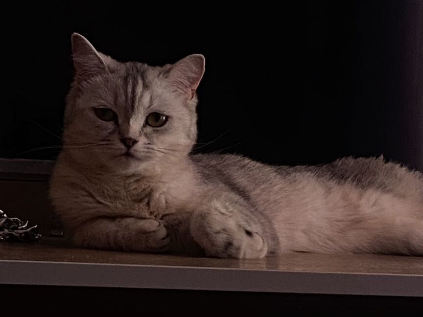 Отдам кошечку В очень очень добрые руки