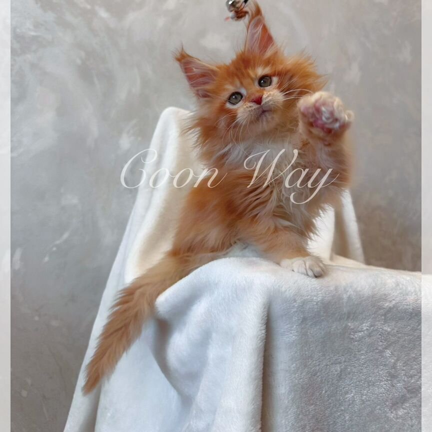 Мейн-кун котёнок