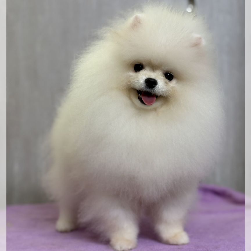 Померанский шпиц, щенок