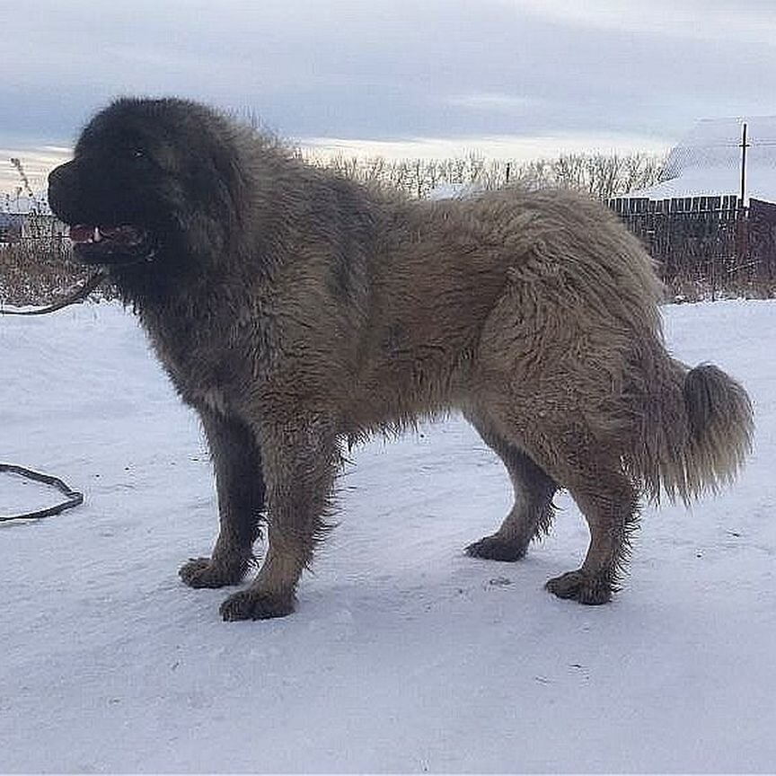 Кавказская овчарка, взрослая собака