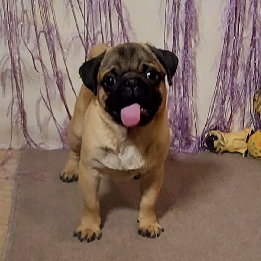 Мопс мальчик рыжий