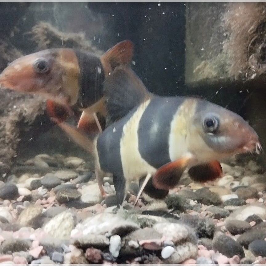 Аквариумные рыбки отдам бронь для Александр И