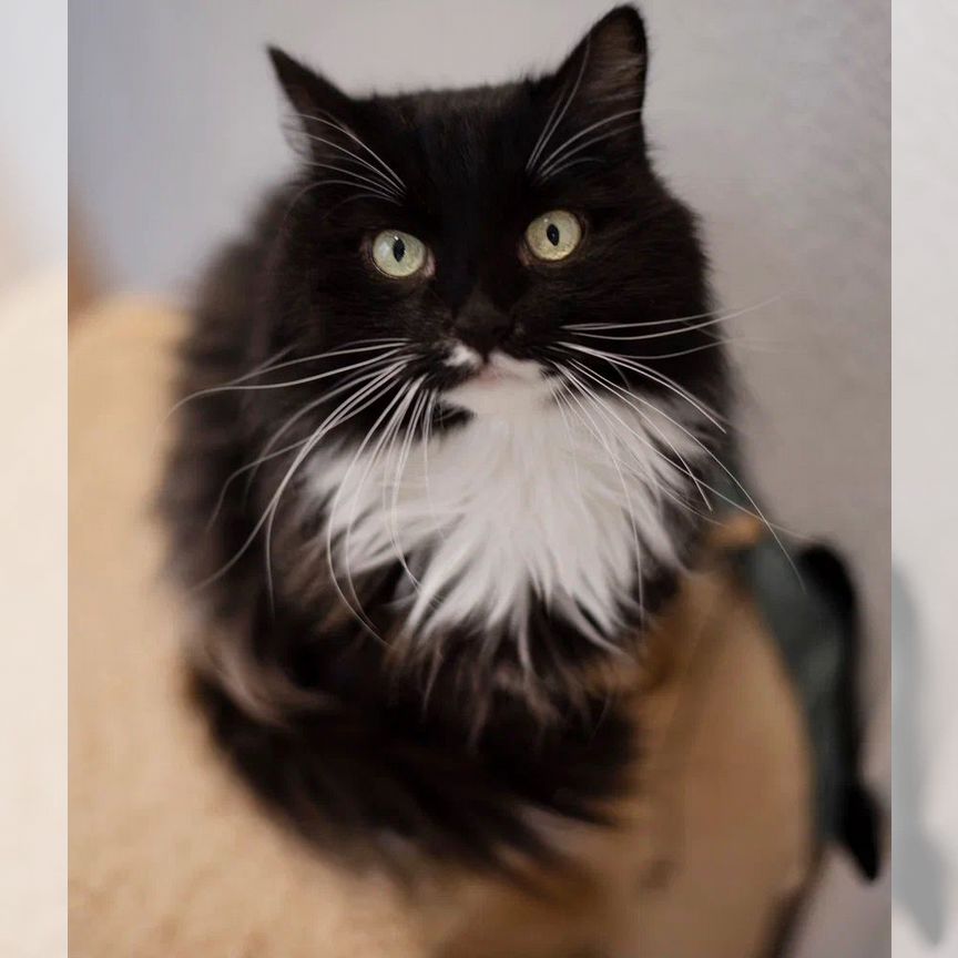 Взрослая кошка в добрые руки