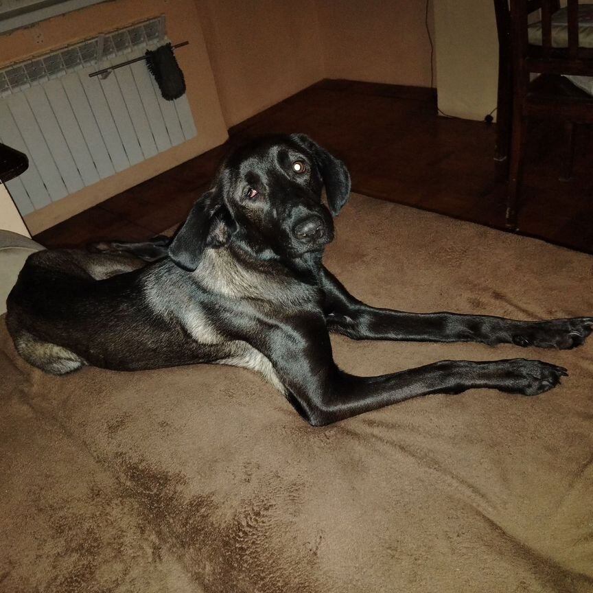 Лабрадор-ретривер, взрослая собака