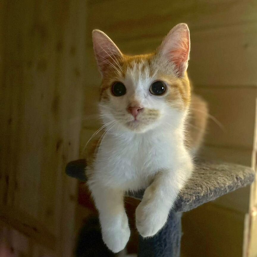 Рыжий котенок в добрые руки