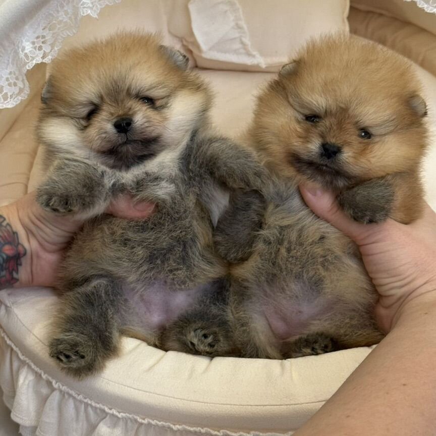 Померанский шпиц, щенок