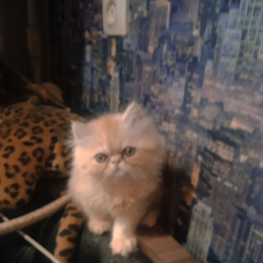 Персидские котята