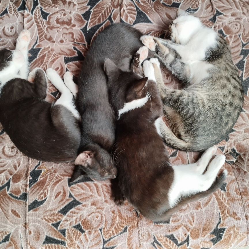 Котята ищут дом