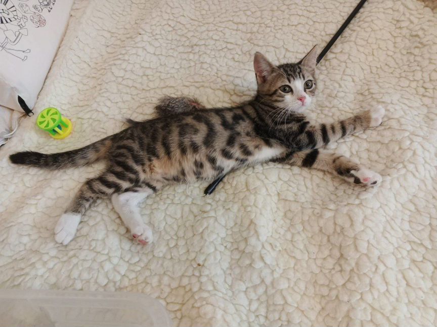 Котенок Веня