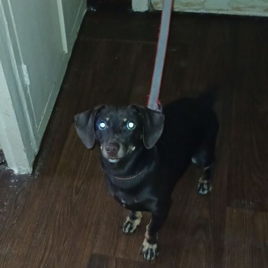 Такса, щенок