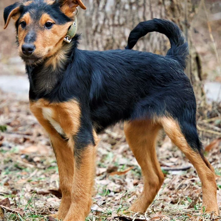 Фокс в добрые руки