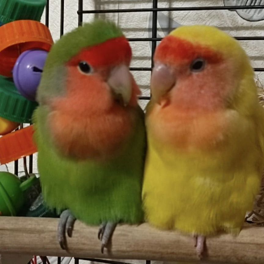 Попугай неразлучники ручные
