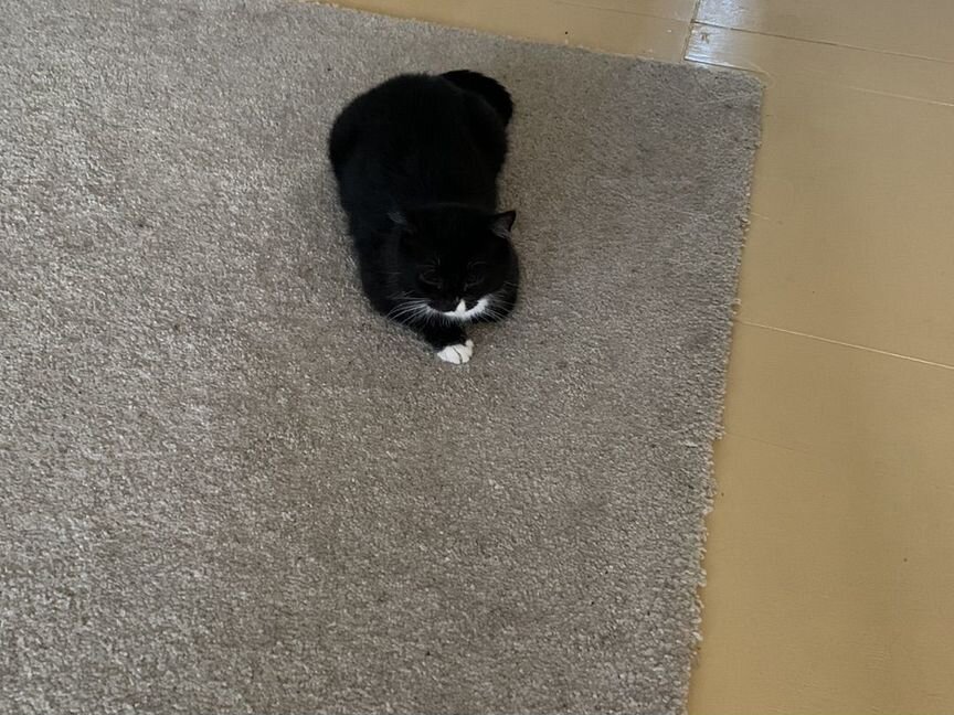 Черная Кошка
