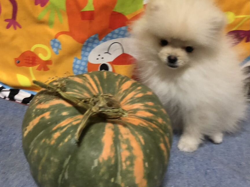 Щенки шпица девочки