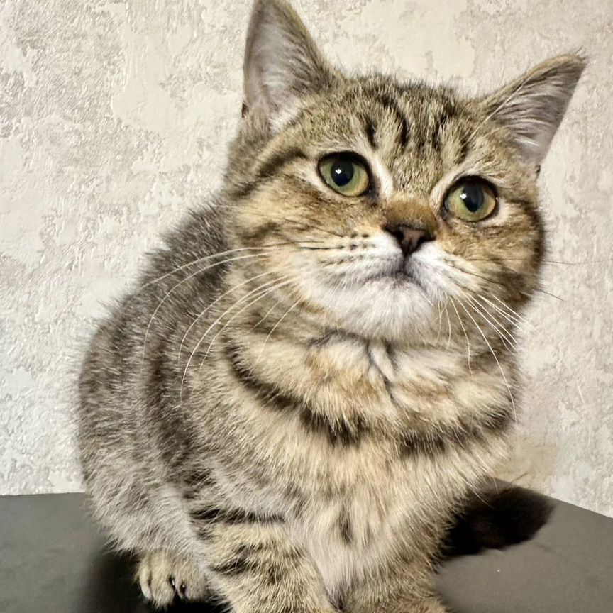 Шотландская тигрулька