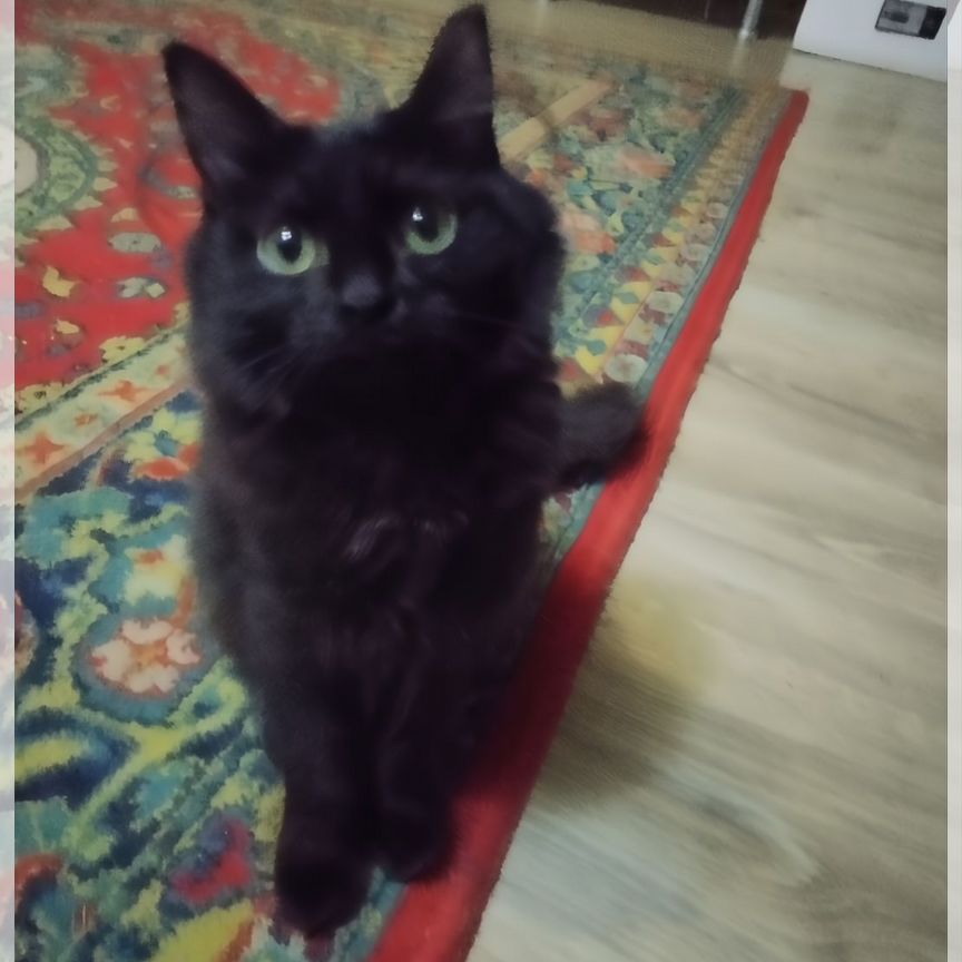 Котёнок от частного владельца