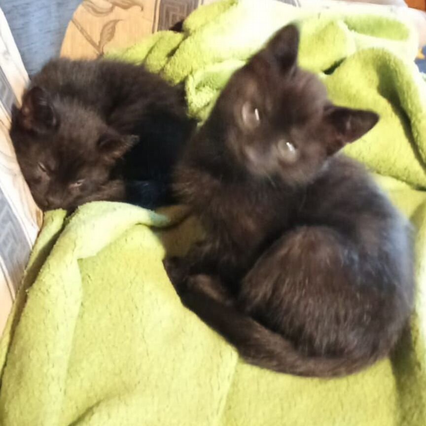 Котята 1,5 мес