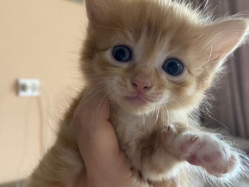 Отдам в добрые руки. Котенок. Девочка