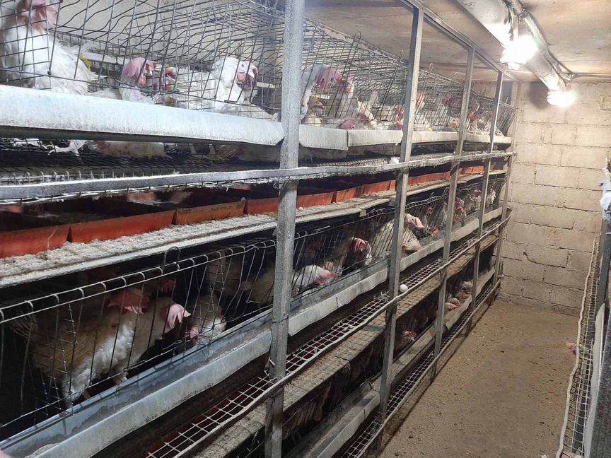 Клетки для кур