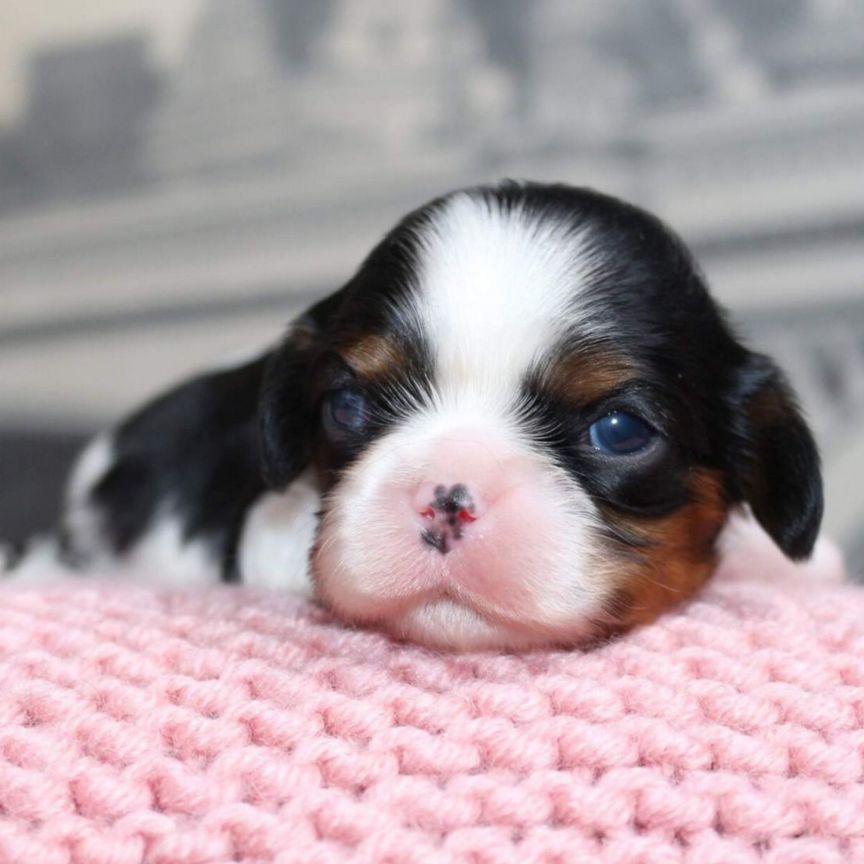 Кавалер кинг-чарльз-спаниель, щенок