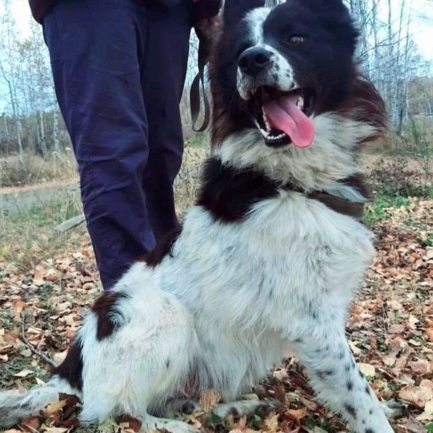 Собака в добрые руки