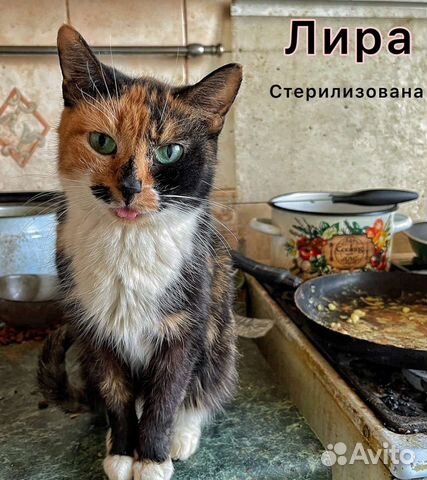 Заберите трехцветочку Лиру из бабкиной кв