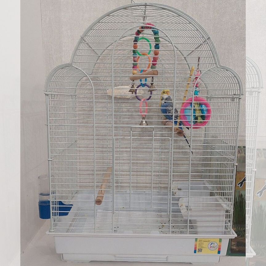 Волнистые попугаи пара с клеткой