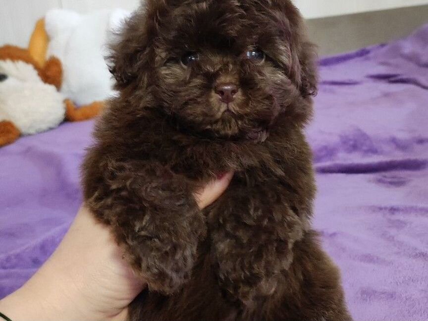 Тикап Мальтипу Крутая Кнопка