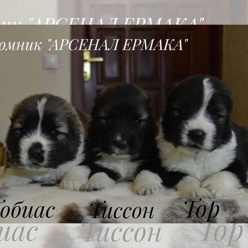 Щенки кавказской овчарки питомник "арсенал ермака"