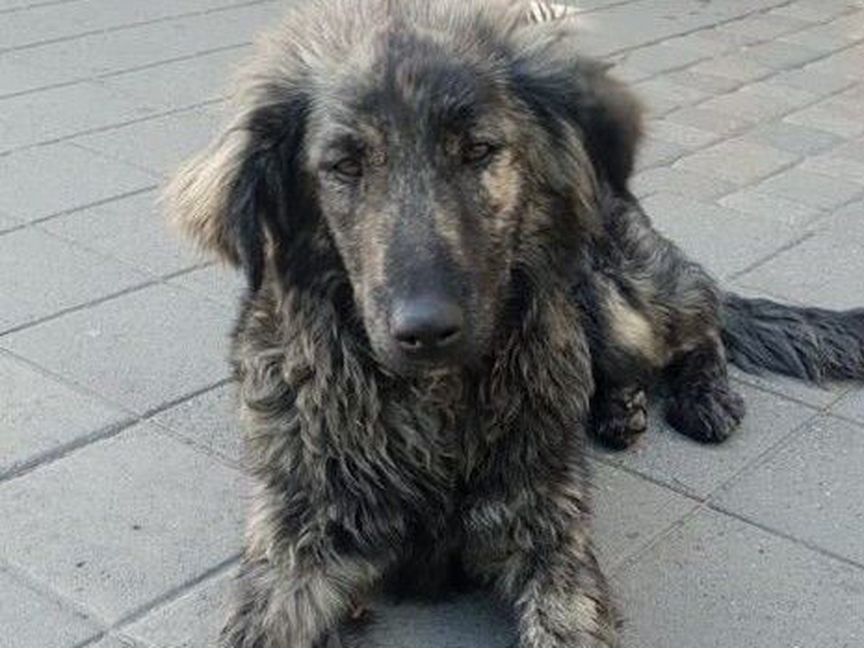 Щенок в добрые руки бесплатно