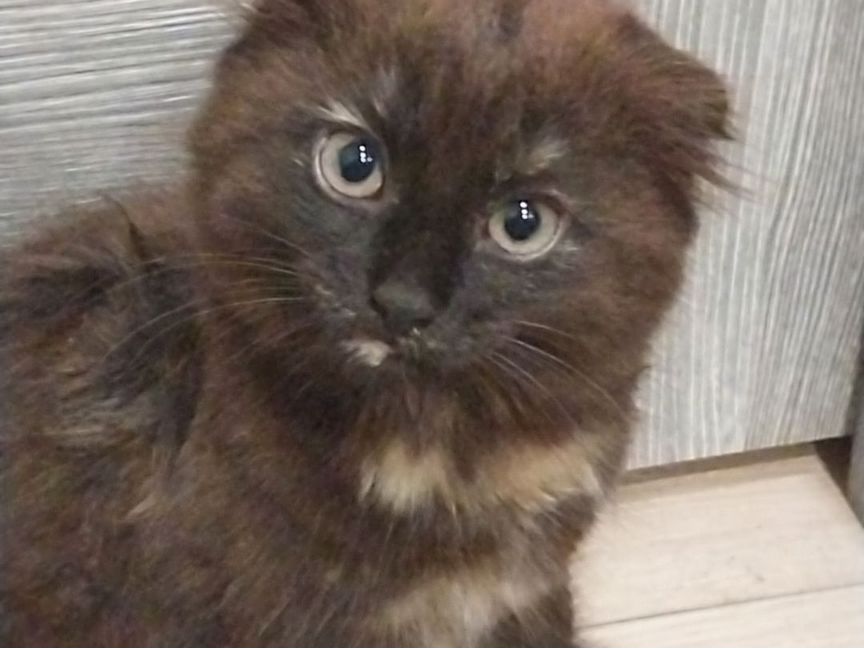 Котенок в добрые руки