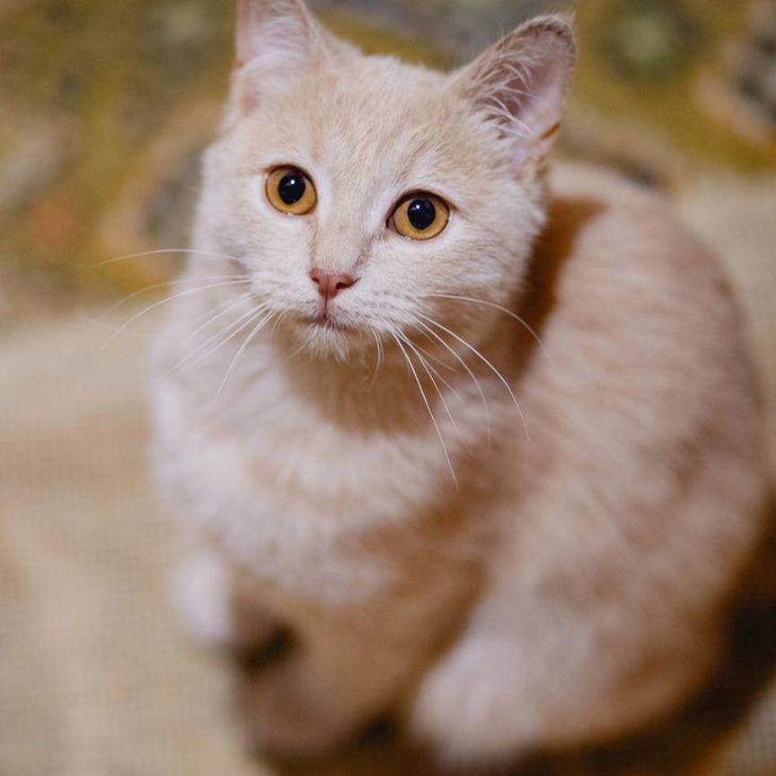 Персиковый (рыжий) котик ищет дом