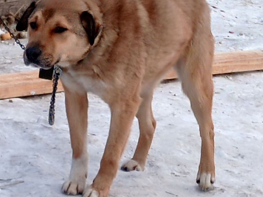 Собака в добрые руки