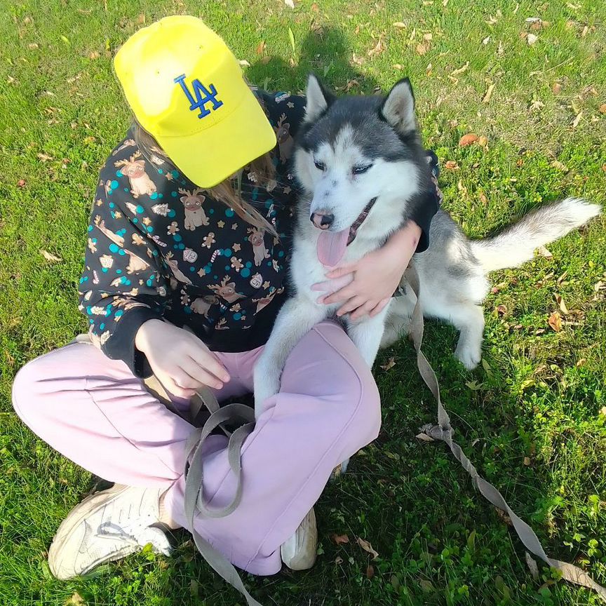 Сибирский хаски бесплатно