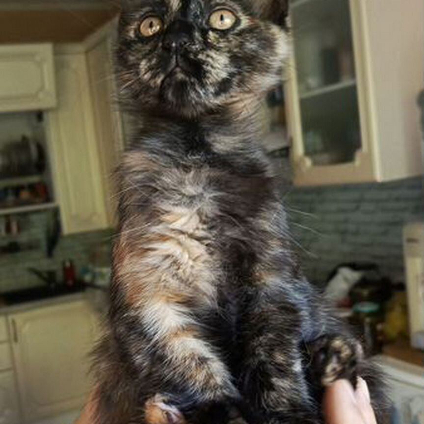 Котенок в дар