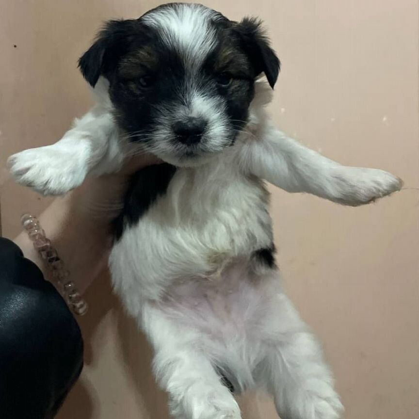 Йоркширский терьер, щенок