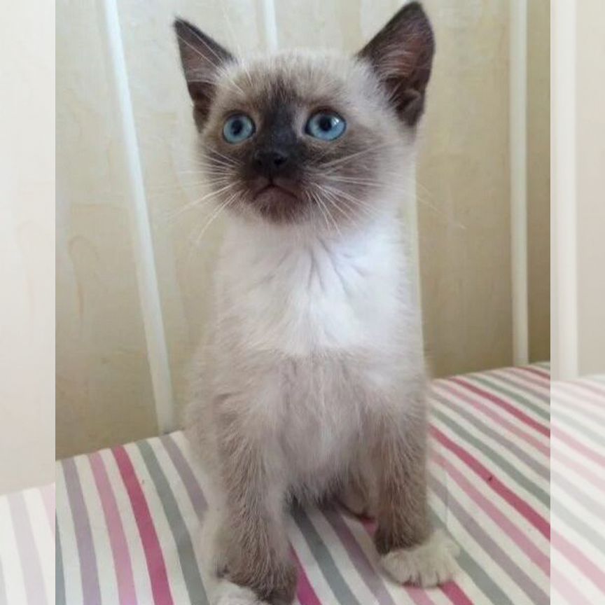 Тайские котята