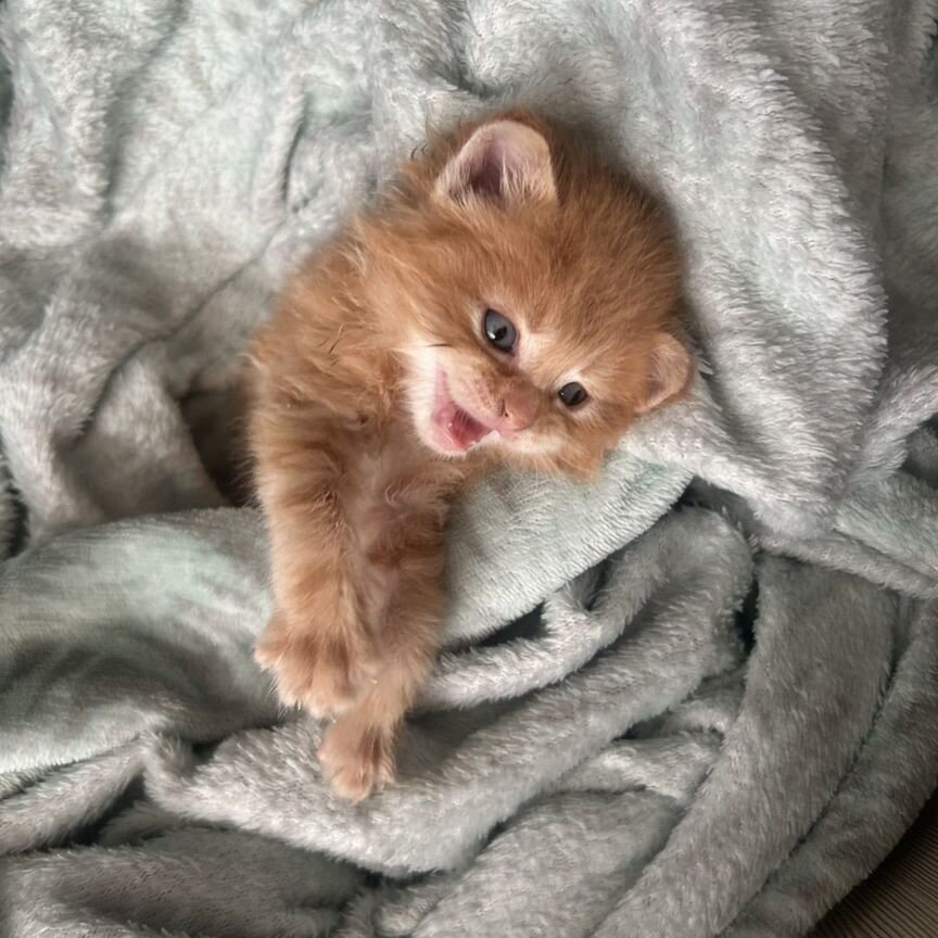 Продам котёнка мальчик мейкун