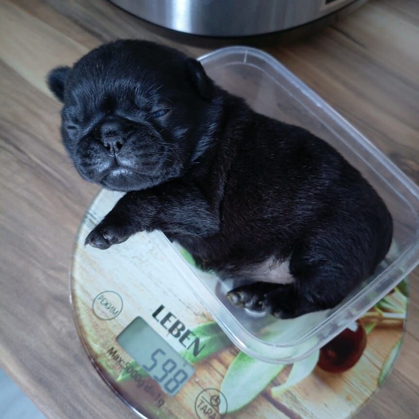 Щенки мопса