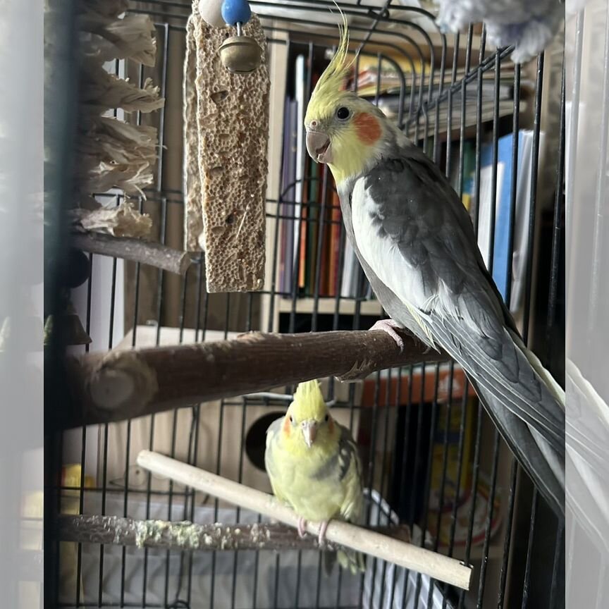 Попугай корелла с клеткой