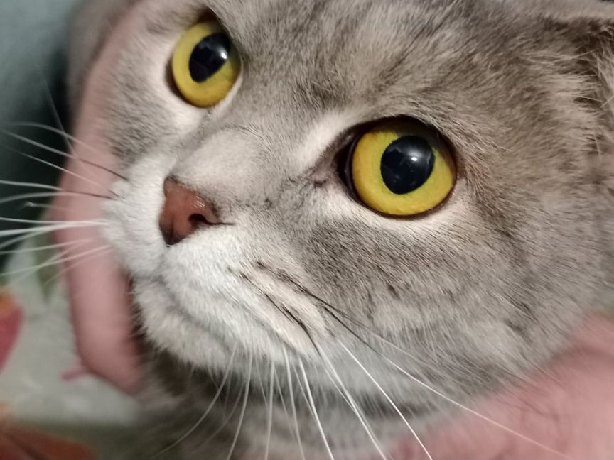 Кошка